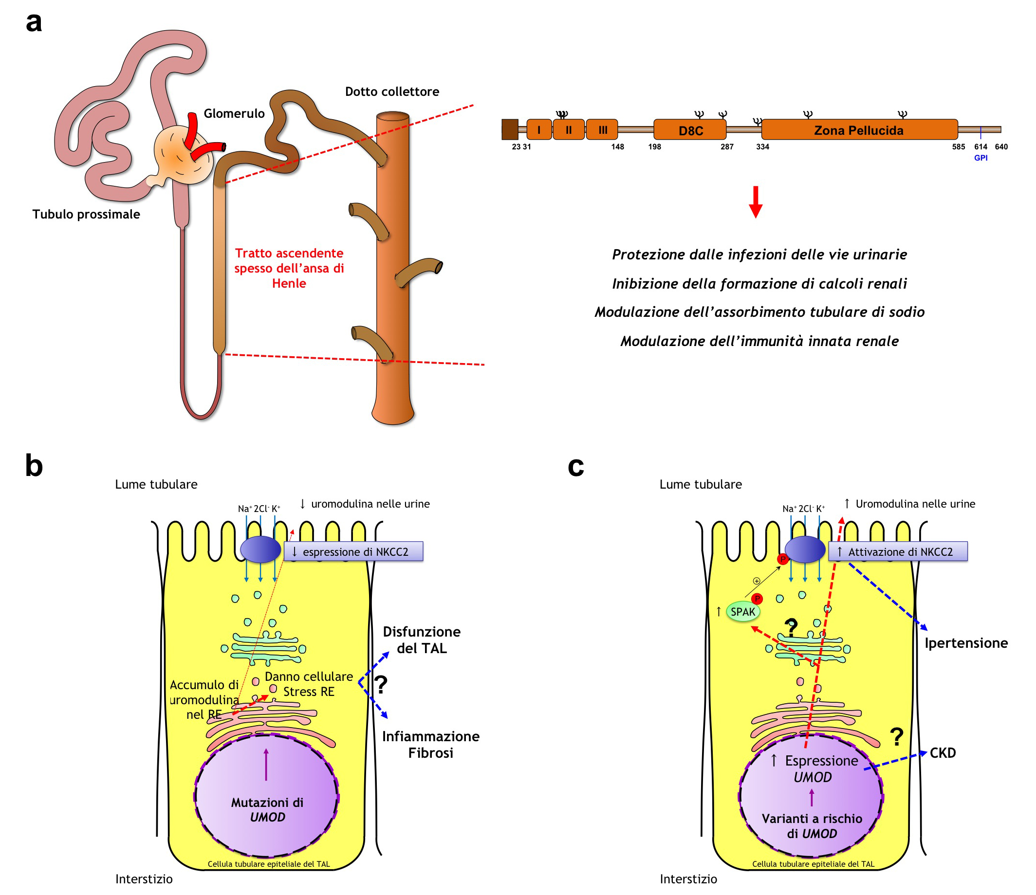 Uromodulina e malattie renali · GIN - Anno 32 - Suppl. 64 - Genetica e Rene · Nephromeet